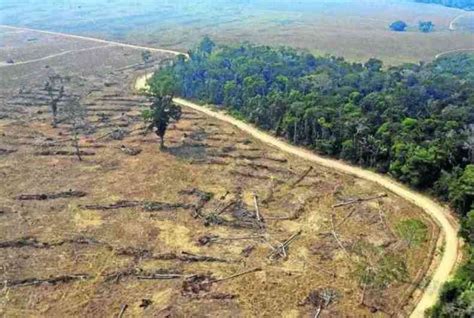 Desmatamento na Amazônia em 2022 é o maior em 15 anos Nacional