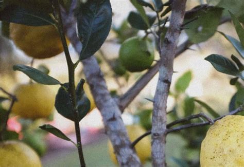 Potare Il Limone Come E Quando Effettuare La Potatura