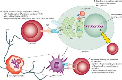 De Novo And Acquired Resistance To Immune Checkpoint Targeting The