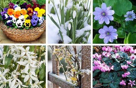 Inaccessible Dans Le Nom Bloquer Plantes Jardiniere Hiver Petit