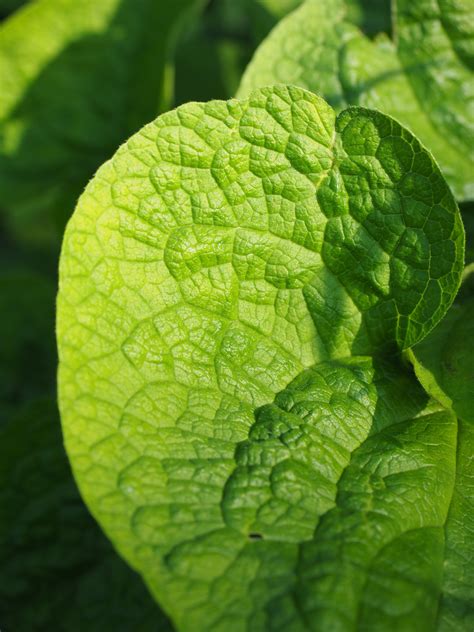 Free Images Nature Leaf Flower Food Green Herb Produce Botany