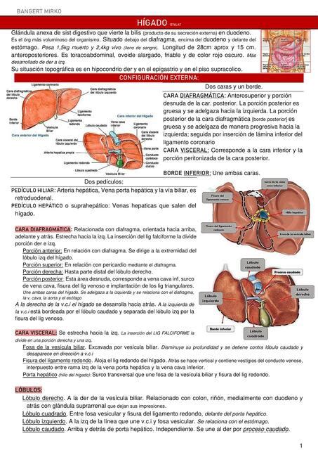 Anatomía de Higado Vias Biliares y Páncreas Mirko Bangert Furlan uDocz