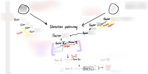 Hemostasis Diagram Diagram Quizlet