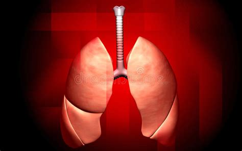 Human Lungs In Detail Anatomy Eps10 Vector Stock Illustration Hand