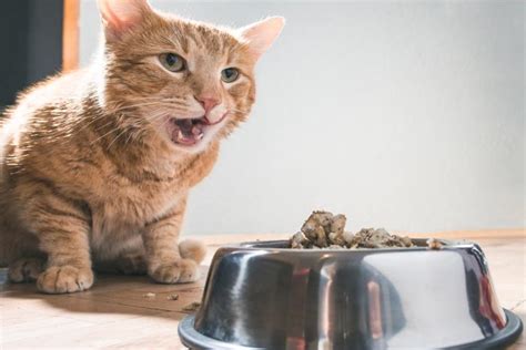 Mi gato vomita por qué Las 8 causas más comunes FeelCats