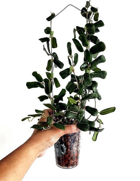 A Hand Holding A Potted Plant With Green Leaves