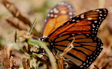 Guía para visitar los Santuarios de la Mariposa Monarca en el Estado de