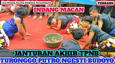 JANTURAN AKHIR TPNB TURONGGO PUTRO NGESTI BUDOYO Live