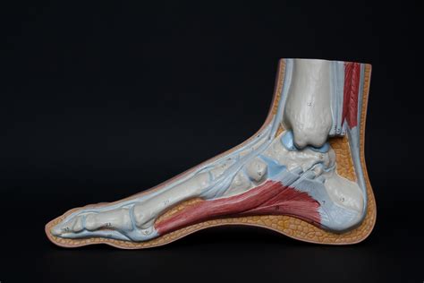 What Are The Differences Between A Tendon And A Ligament Hand And