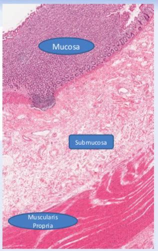 Histology Gi Tract Flashcards Quizlet