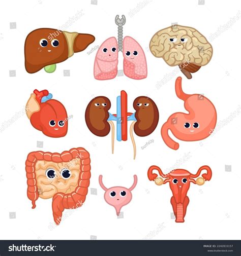 Different Comic Human Internal Organs Vector Stock Vector Royalty Free