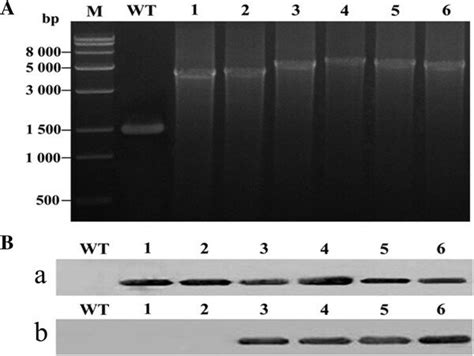 PCR And Immunoblot Analysis Of Wild Type WT Synechocystis And