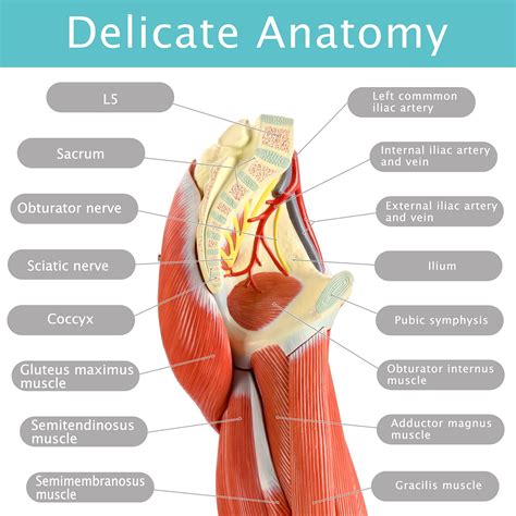 Snapklik Evotech Human Leg Muscles Anatomy Model Life Size
