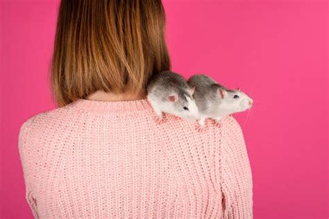 Diferencia entre RATA y RATÓN Características y FOTOS