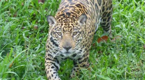 Admirados y amenazados felinos que habitan el Perú y se encuentran en