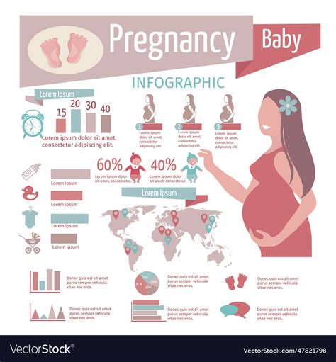 Pregnancy Infographics Set Royalty Free Vector Image