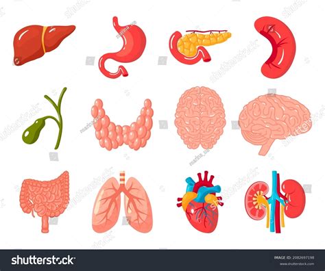 Vektor Stok Human Organs Set Anatomy Icons Medical Tanpa Royalti