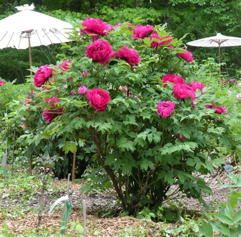 Tree Peony Chinese Dragon Peonies Garden Peonies And Hydrangeas
