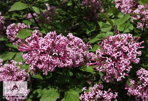 Syringa Meyeri Palibin Lilac Meyera Palibin Pepigisse Arbuscula