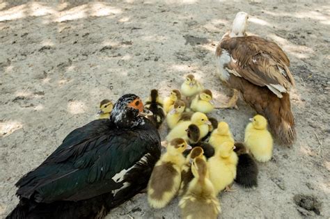 Premium Photo Mother Duck With Her Ducklings There Are Many Ducklings