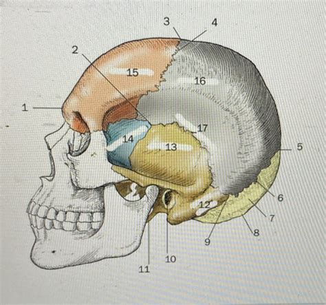 Test Skull Sinus Anatomy Flashcards Quizlet