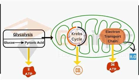 Cellular Respiration Process Types Regulation And Evolutionary