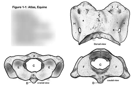 LA Anatomy Osteology Atlas Equine Diagram Quizlet
