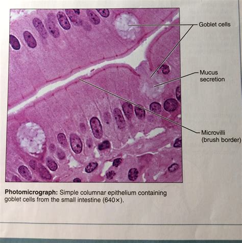 Simple Columnar Epithelium A Labeled Diagram And Porn Sex Picture