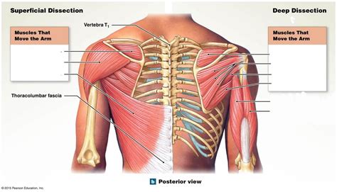 Posterior Chest Diagram Diagram Quizlet