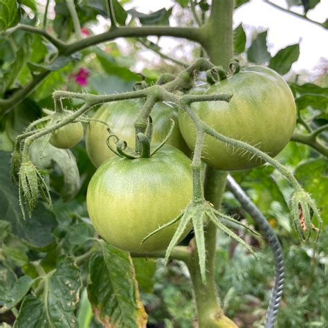 Jardinage Comment R Ussir Le Semis De Tomates Au Chaud