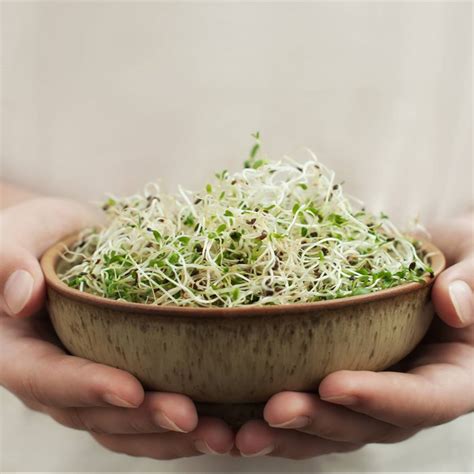 Cómo germinar semillas preparar los germinados y obtener todas sus