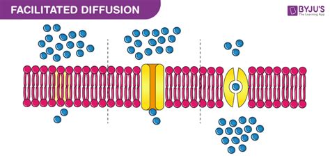 Facilitated Diffusion Labeled