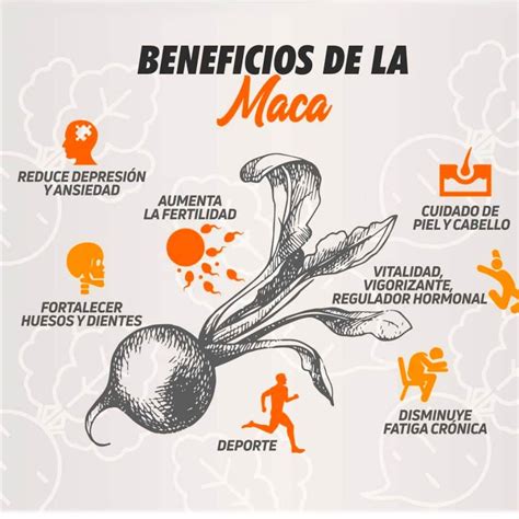 Descubre Los Sorprendentes Beneficios De La Maca Energizante Para Tu