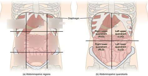 Divisions Of Abdomen Diagram Quizlet