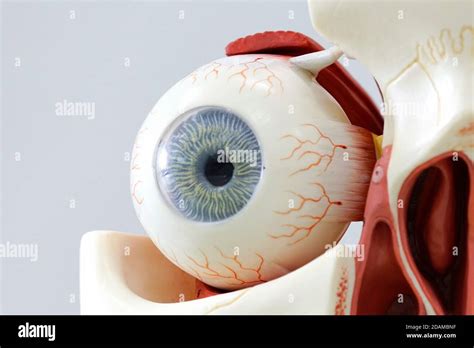 Modelo De Ojo Humano Fotos e Imágenes de stock Alamy