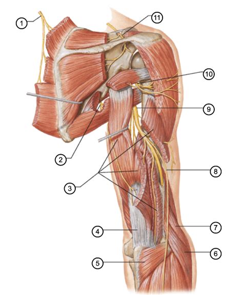 Radial Nerve In Arm And Nerves Of Posterior Shoulder Diagram Quizlet