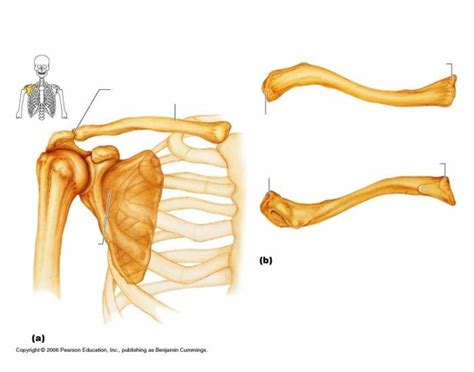 Pectoral Girdle Labeling Diagram Quizlet