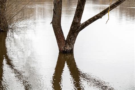 Un viejo árbol reflejado en el agua del río Foto Premium