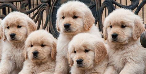 Las 14 mejores razas de perros para los niños y la familia