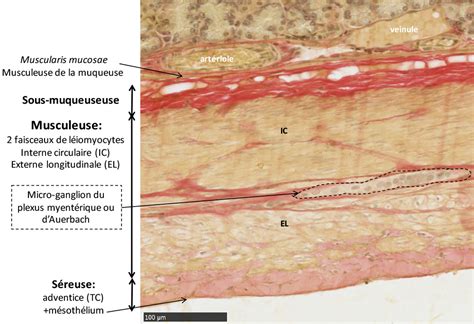 Lestomac LABORATOIRE D HISTOLOGIE Et D EMBRYOLOGIE