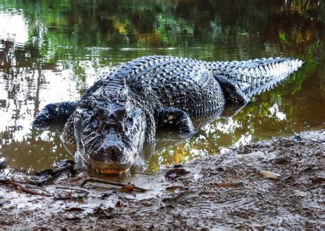 Biodiversidade Brasileira on Twitter Jacaré do pantanal Caiman