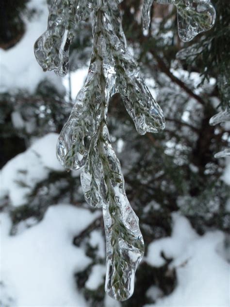 Kostenlose Foto Baum Natur Ast Schnee Winter Pflanze Blatt