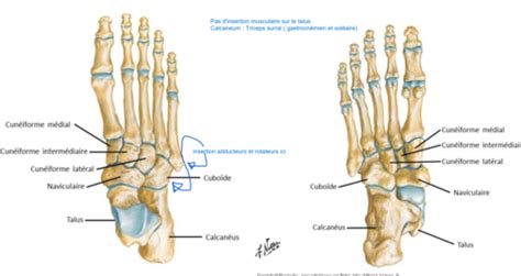 Anatomie De La Jambe Et Du Pied Flashcards Quizlet
