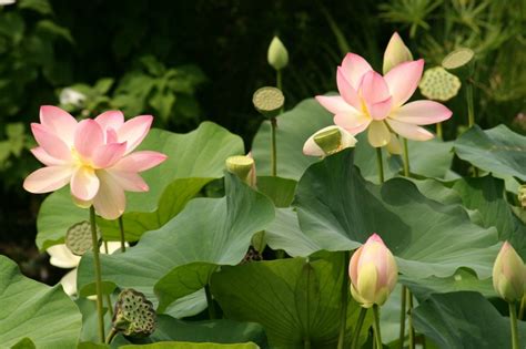 Flor de loto características y cuidados Guía de Jardín