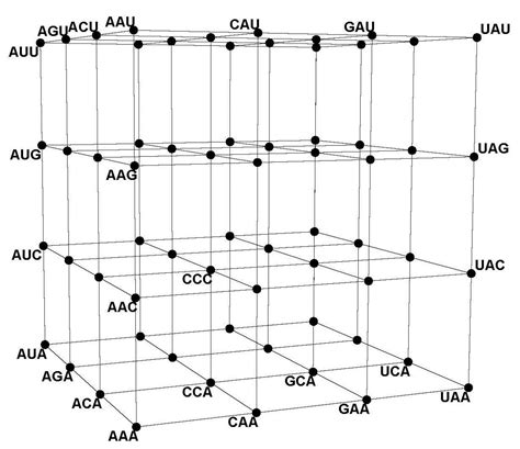 symmetry free full text the graph geometry and symmetries of the genetic code with hamming