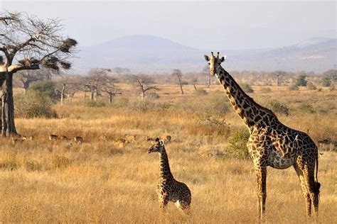 1 Day Unforgettable Tarangire A Day Trip To Tarangire National Park