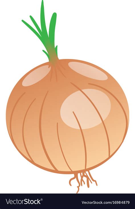 Drawing Onion Royalty Free Vector Image Vectorstock