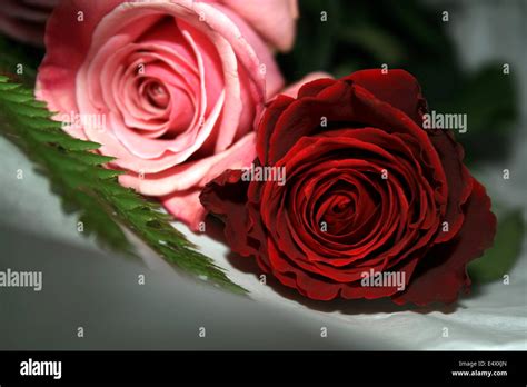 Details 48 las rosas más hermosas del mundo Abzlocal mx