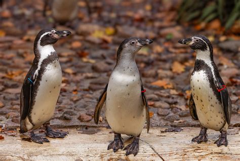 Bildergalerie Verein der Förderer und Freunde des Tierparks Cottbus