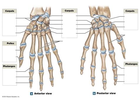 Hand Diagram Carpals Metacarpals And Phalanges Diagram Quizlet